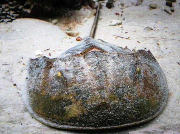 Cách phân biệt con Sam và con So để tránh ngộ độc