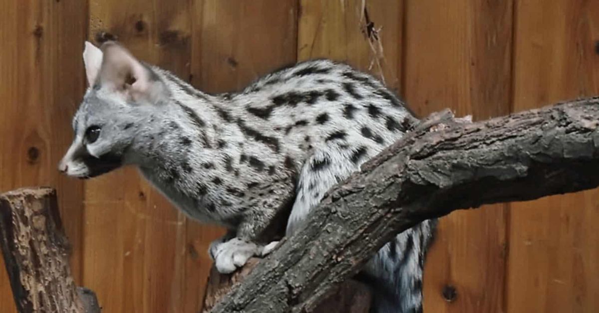 Tổng Hợp Các Loại Chồn Được Biết Đến Nhiều Nhất Hiện Nay