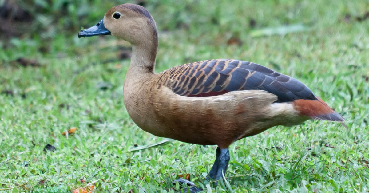 Con le le là con gì? Con le le giá bao nhiêu hiện nay?