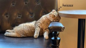 Haiz là gì? Giải thích ý nghĩa của từ Haiz chính xác nhất