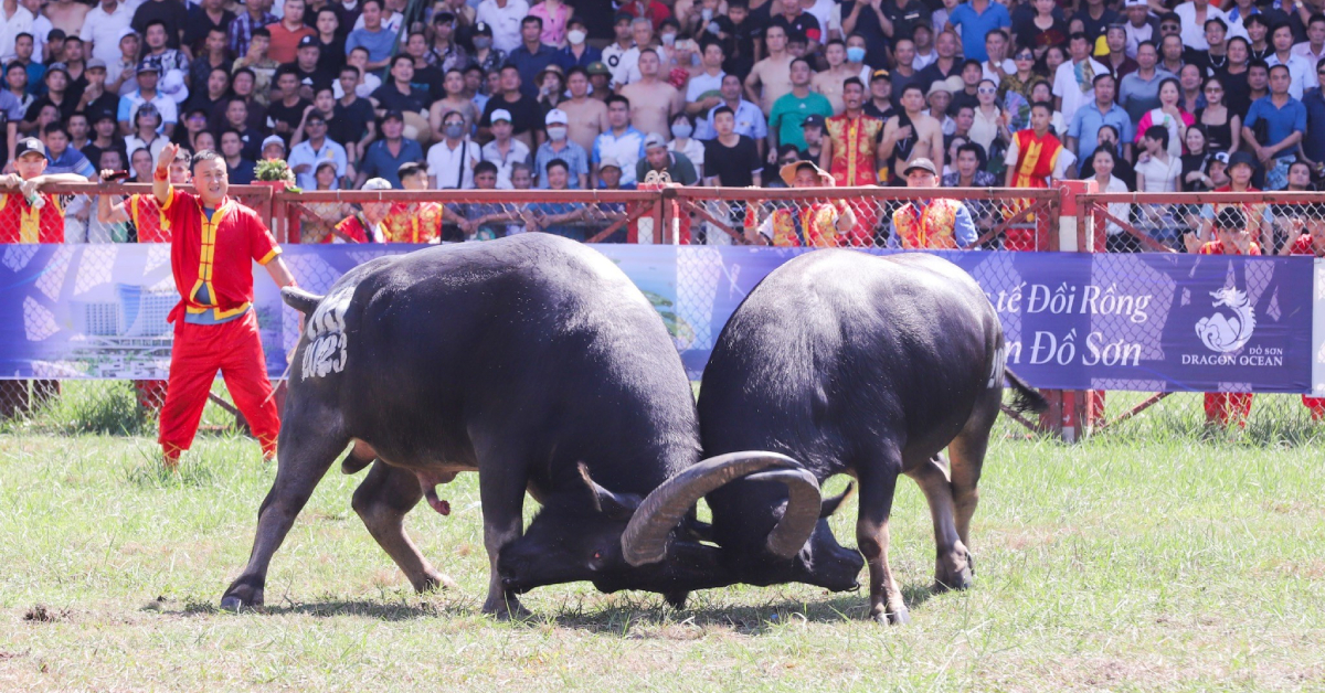 Lễ hội chọi trâu Đồ Sơn có gì đặc biệt thu hút du khách?