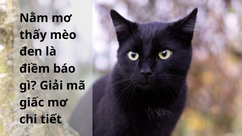 Nằm mơ thấy mèo đen là điềm báo gì? Giải mã giấc mơ chi tiết