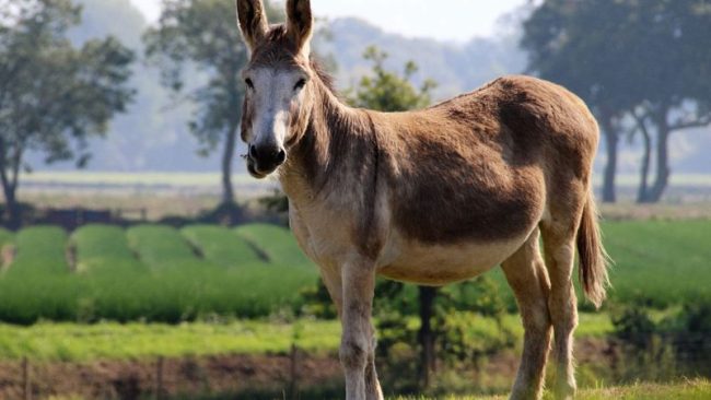 Con la là con gì? Giải đáp thắc mắc con la đẻ con được không?